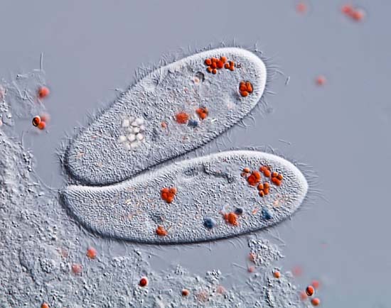 Microfotografia - Il Post