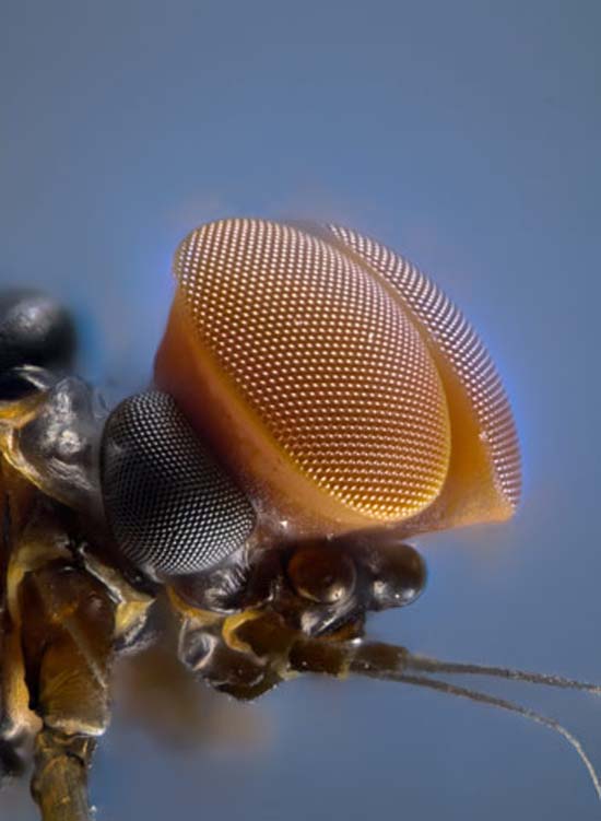 Microfotografia - Il Post