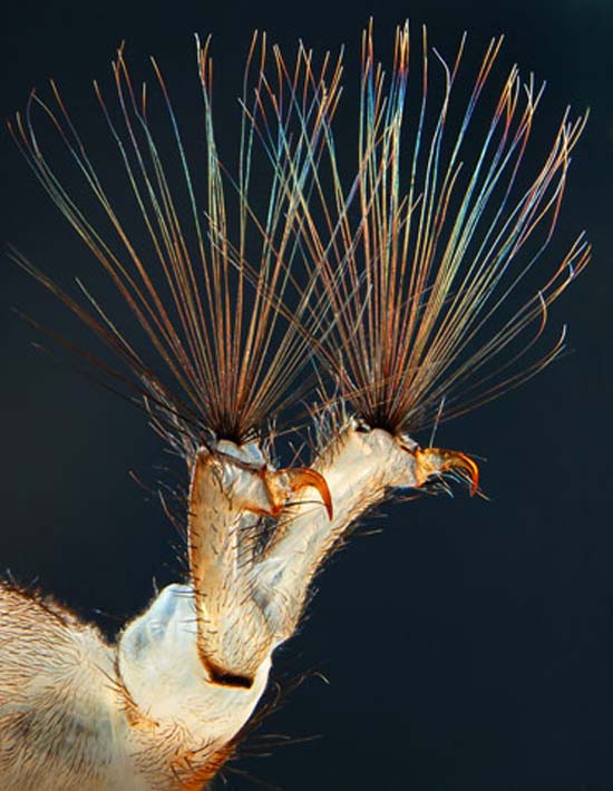 Microfotografia - Il Post