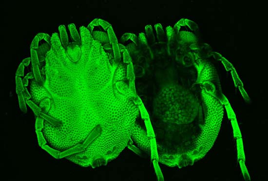 Microfotografia - Il Post