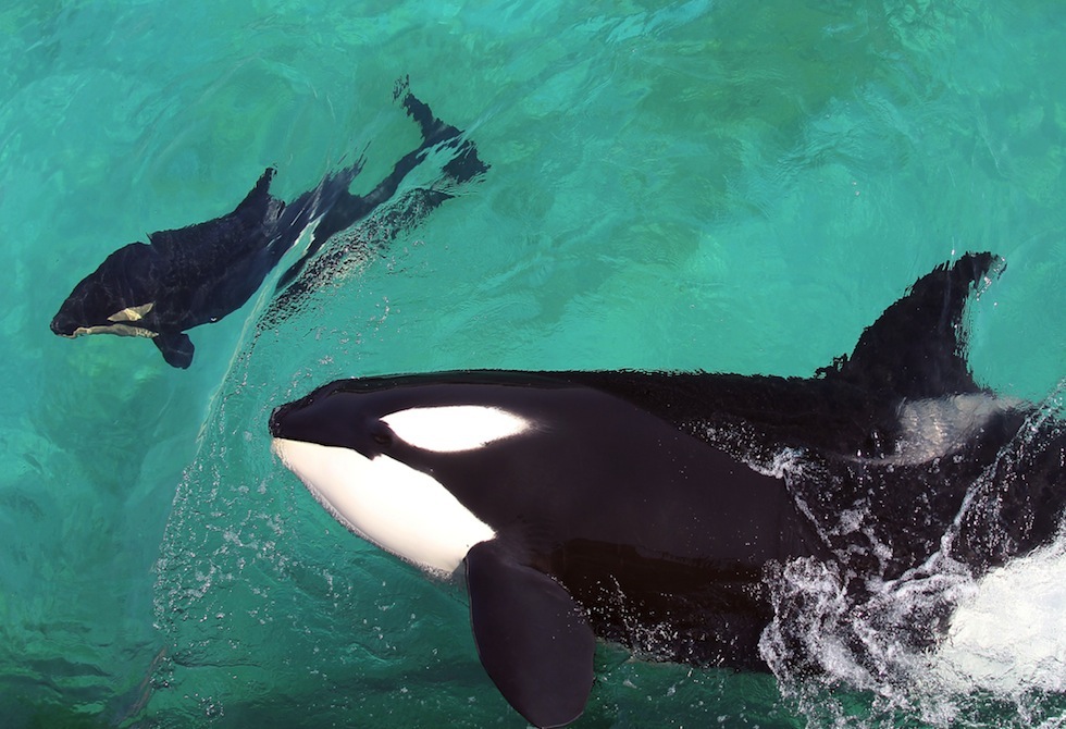 L'orca neonata di Antibes - Il Post