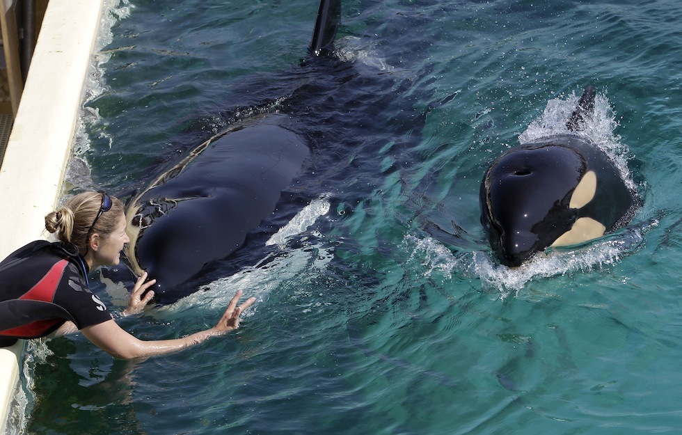 L'orca neonata di Antibes - Il Post