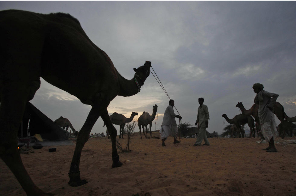 La fiera dei cammelli in India - Il Post