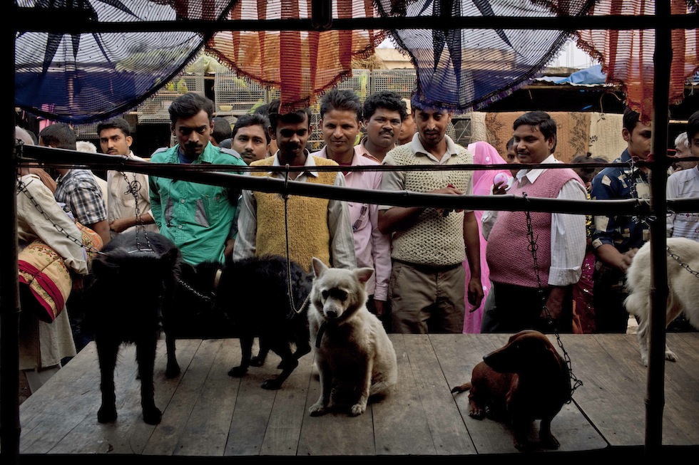 La grande fiera di Sonepur Mela - Il Post
