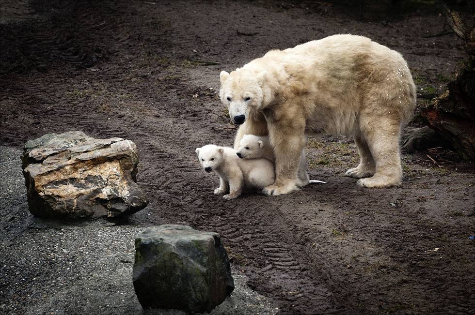 Oscar honoris causa - Il Post