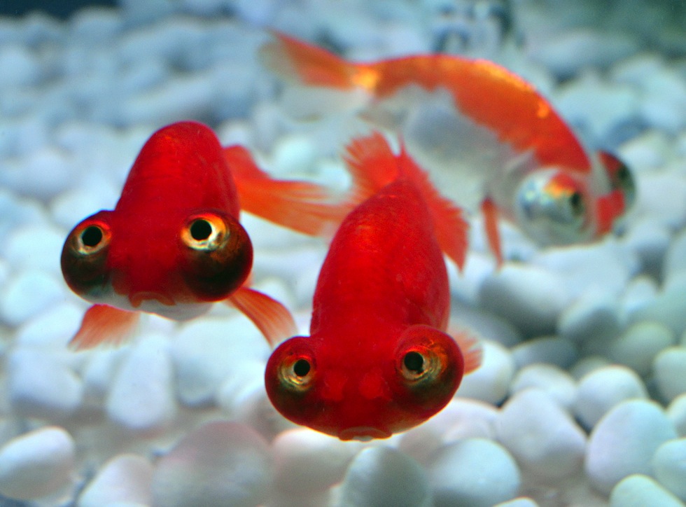 La delusione del pesce rosso - Il Post