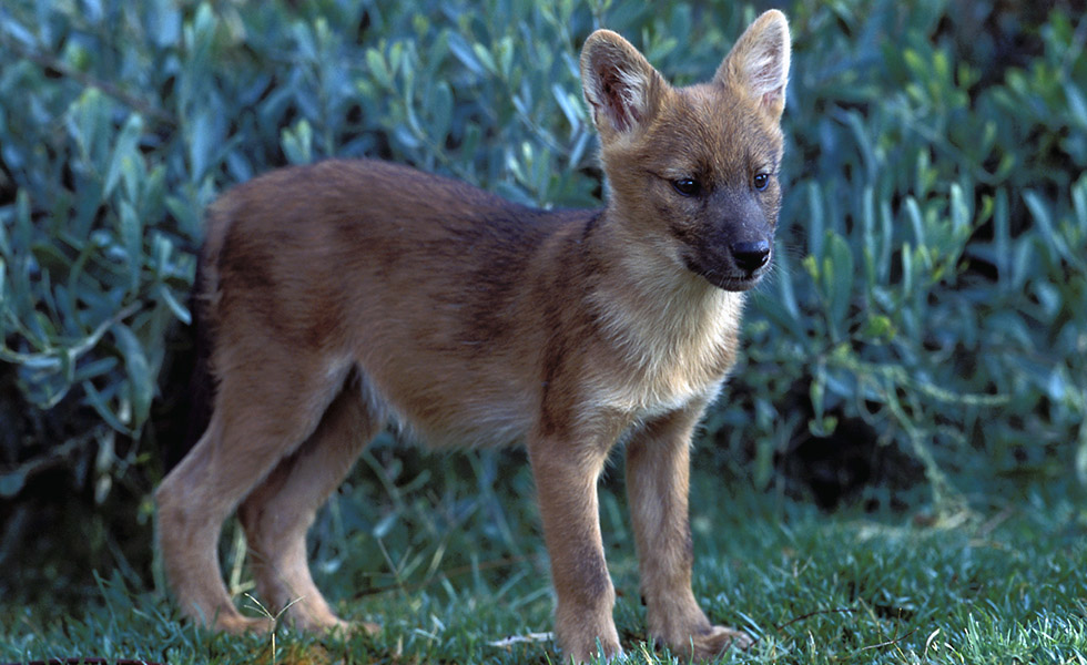 20 animali che non conoscete - Il Post