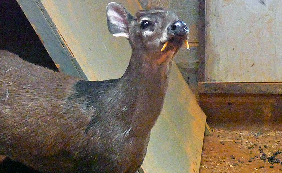 20 animali che non conoscete - Il Post