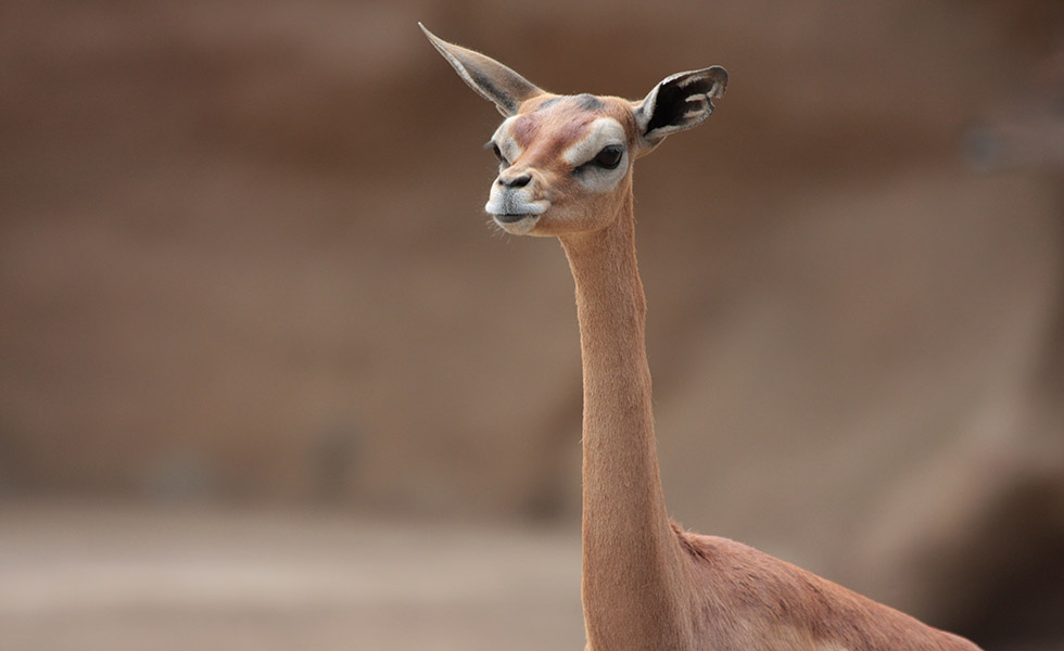Cucciolo Di Antilope Reale