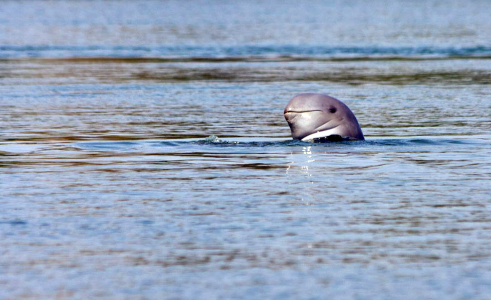 20 animali che non conoscete - Il Post