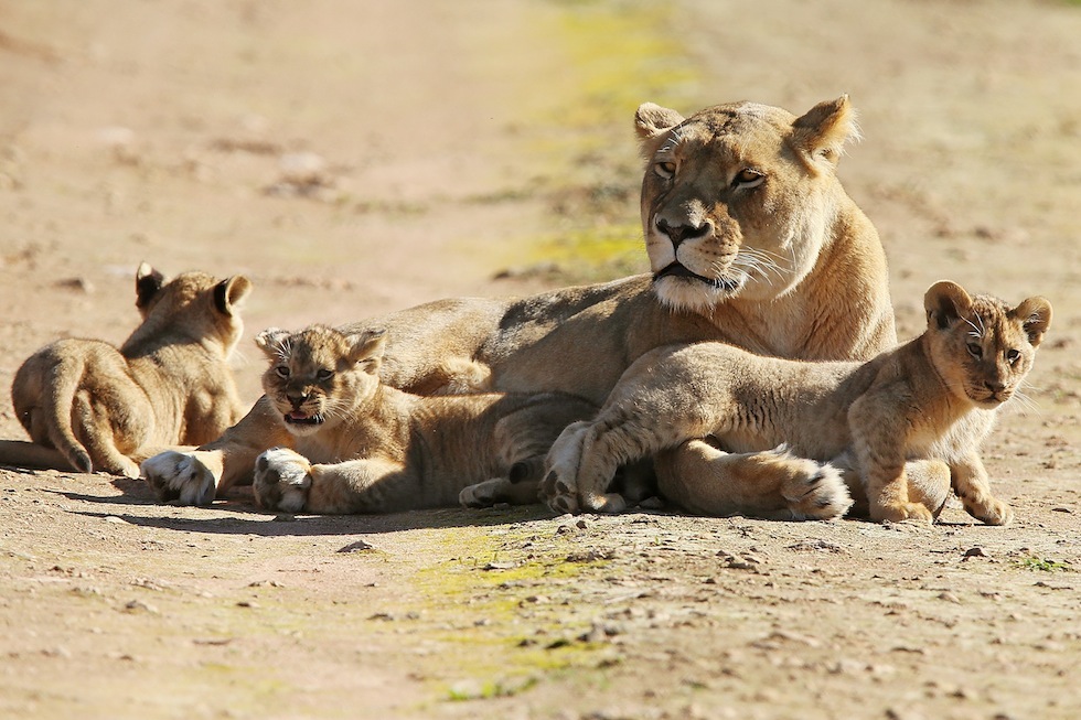 I leoni nati in Australia – foto - Il Post