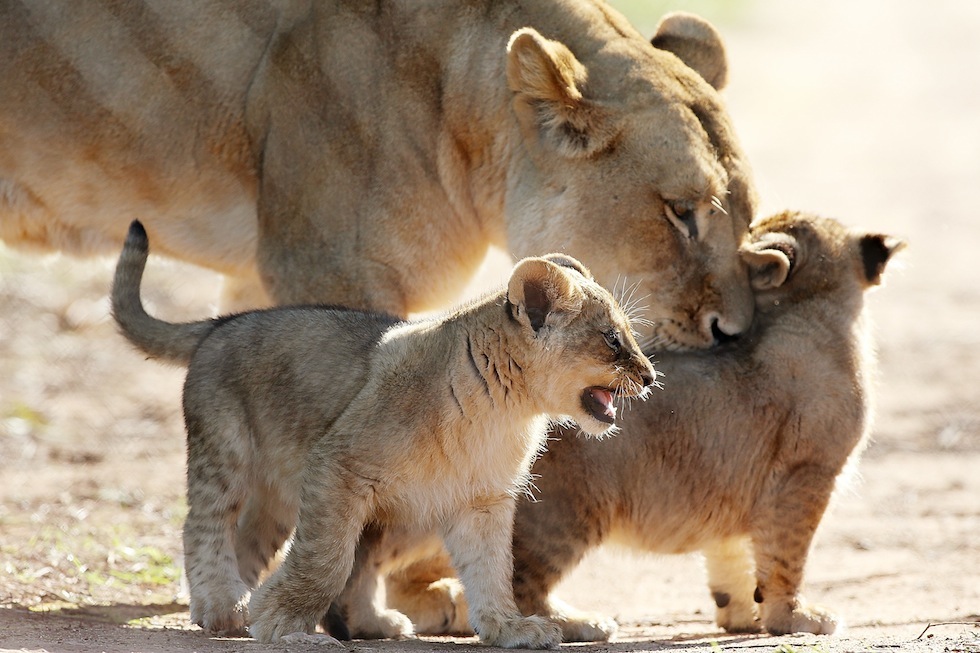 I leoni nati in Australia – foto - Il Post