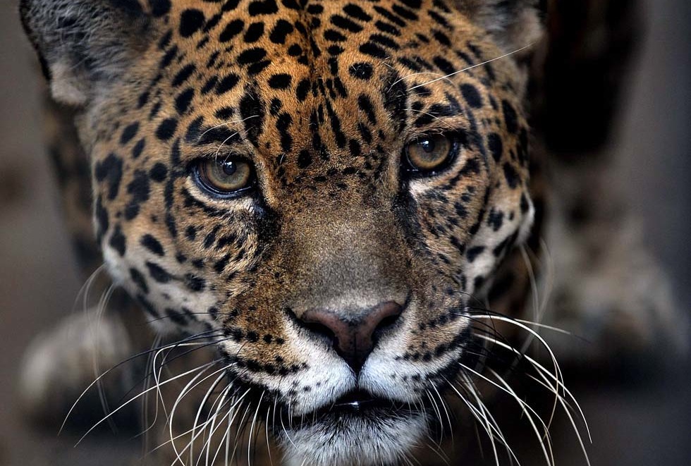 Giaguari e pelli di giaguari - Il Post