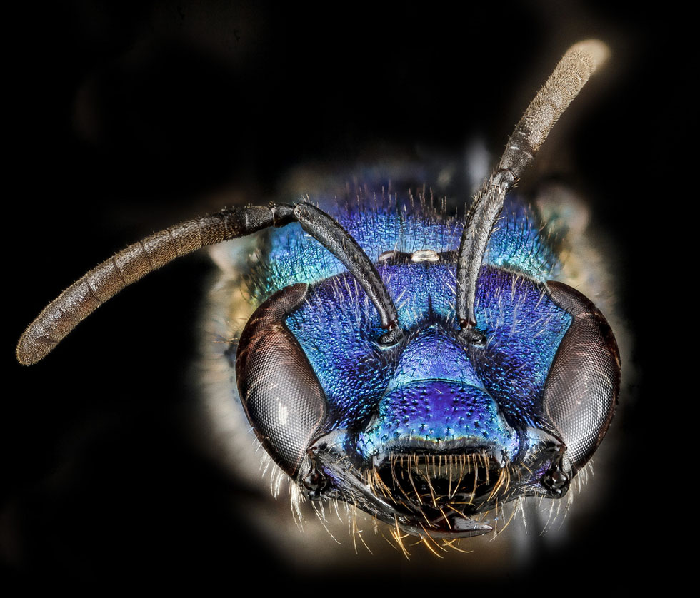 Insetti mostruosamente colorati - Il Post