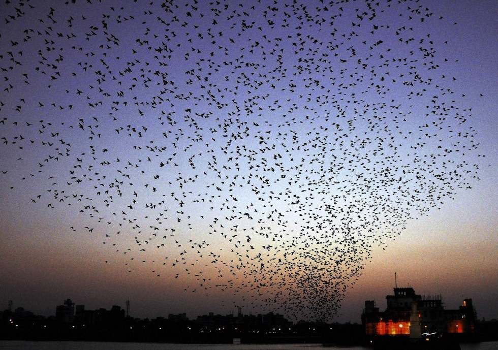 Stormi di storni - Il Post