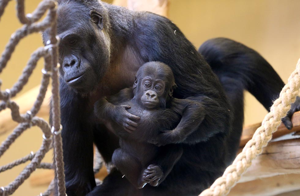Il pachiderma visto da dietro - Il Post