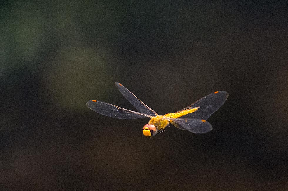 Il pachiderma visto da dietro - Il Post