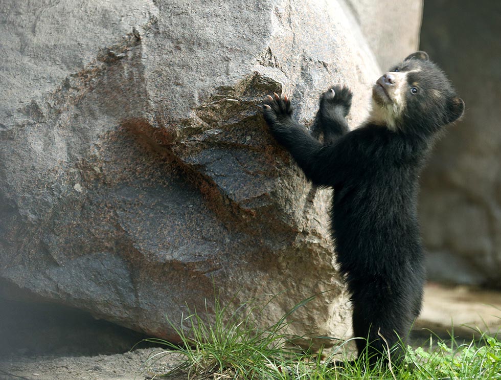 Il pachiderma visto da dietro - Il Post