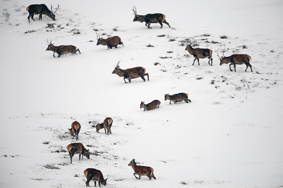 Il pachiderma visto da dietro - Il Post