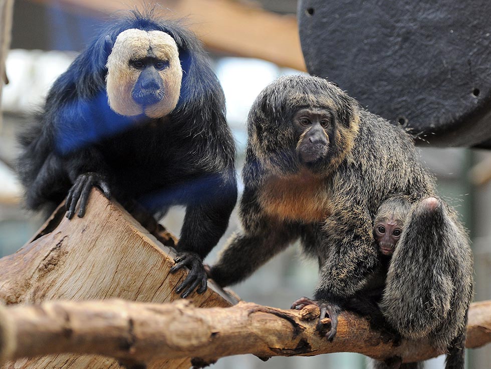 Il pachiderma visto da dietro - Il Post