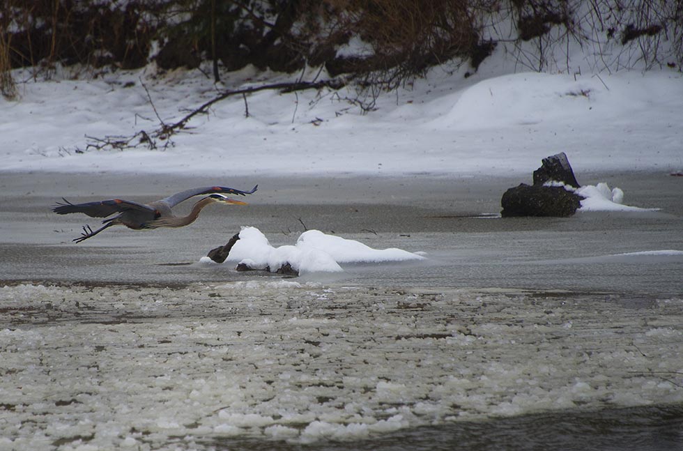Il pachiderma visto da dietro - Il Post