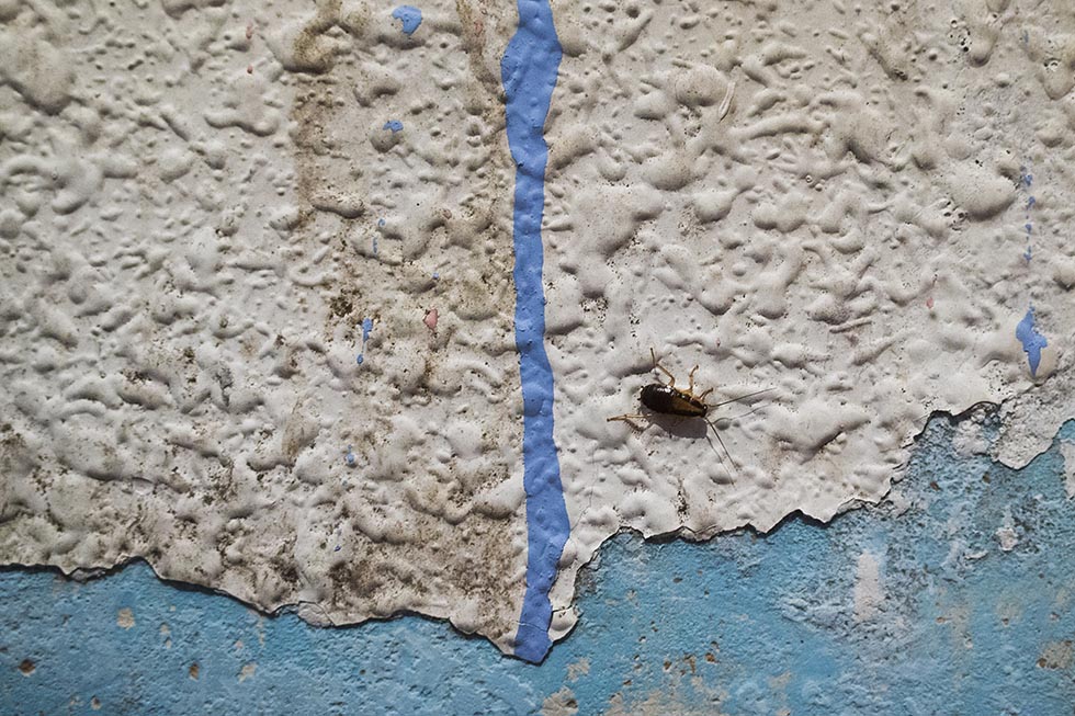 Il pachiderma visto da dietro - Il Post