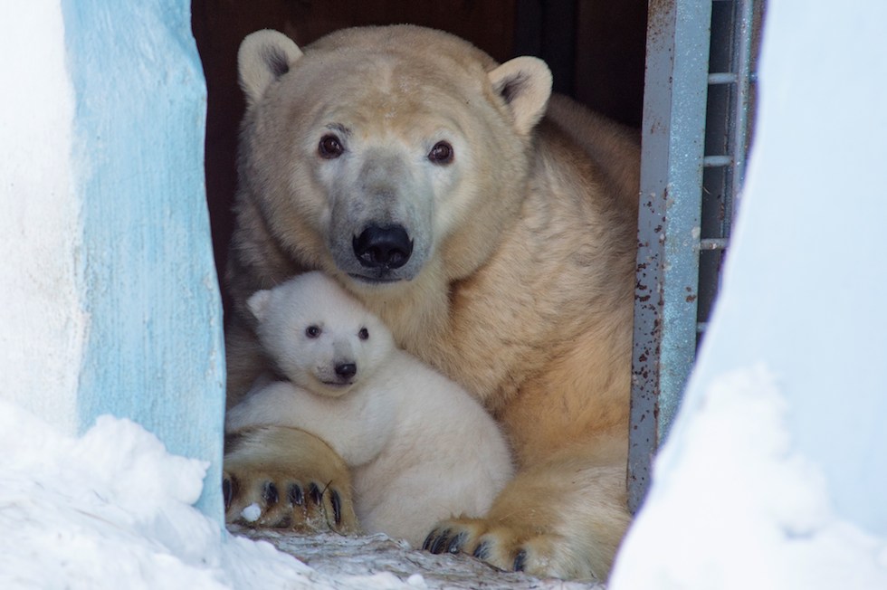L’orso polare di tre mesi in Siberia – foto - Il Post