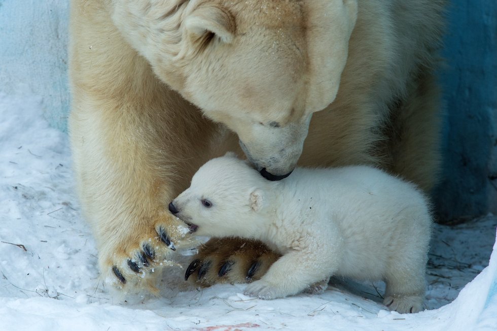 L’orso polare di tre mesi in Siberia – foto - Il Post