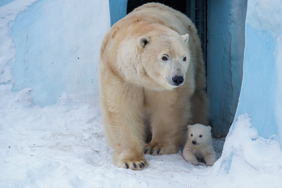 L’orso polare di tre mesi in Siberia – foto - Il Post