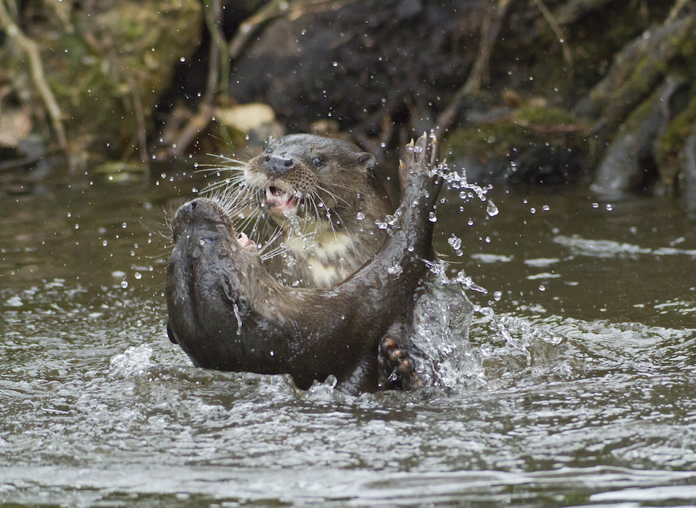 27 bellissime foto di animali - Il Post