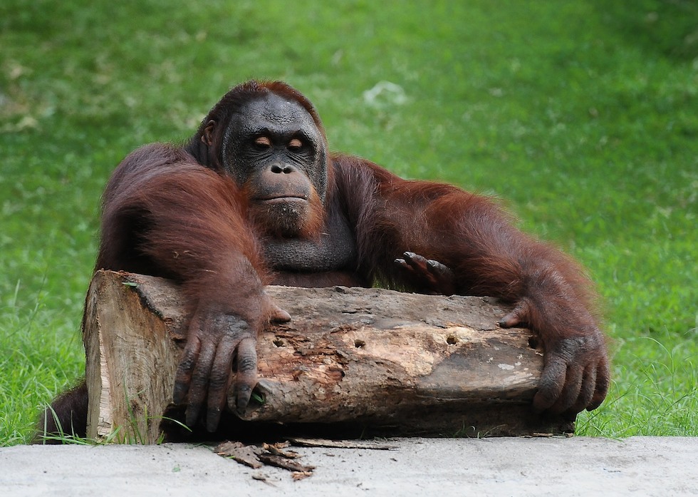 Vita da orango - Il Post