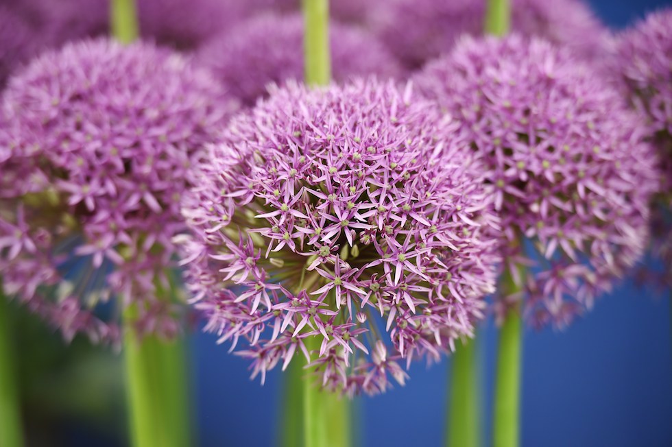 Le foto del Chelsea Flower Show - Il Post