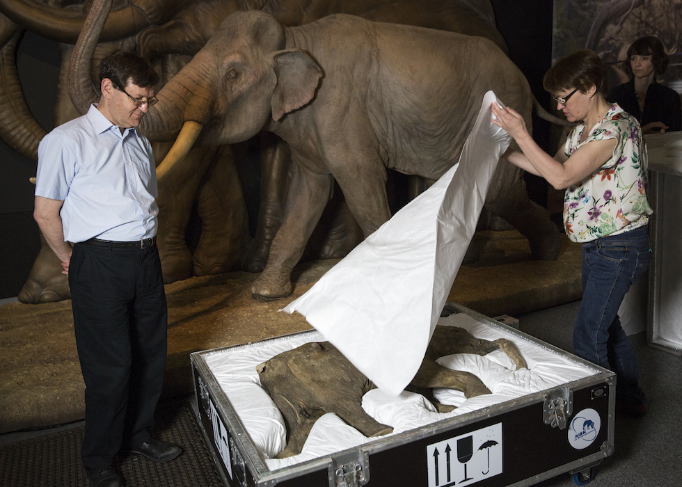 La storia del mammut Lyuba - Il Post