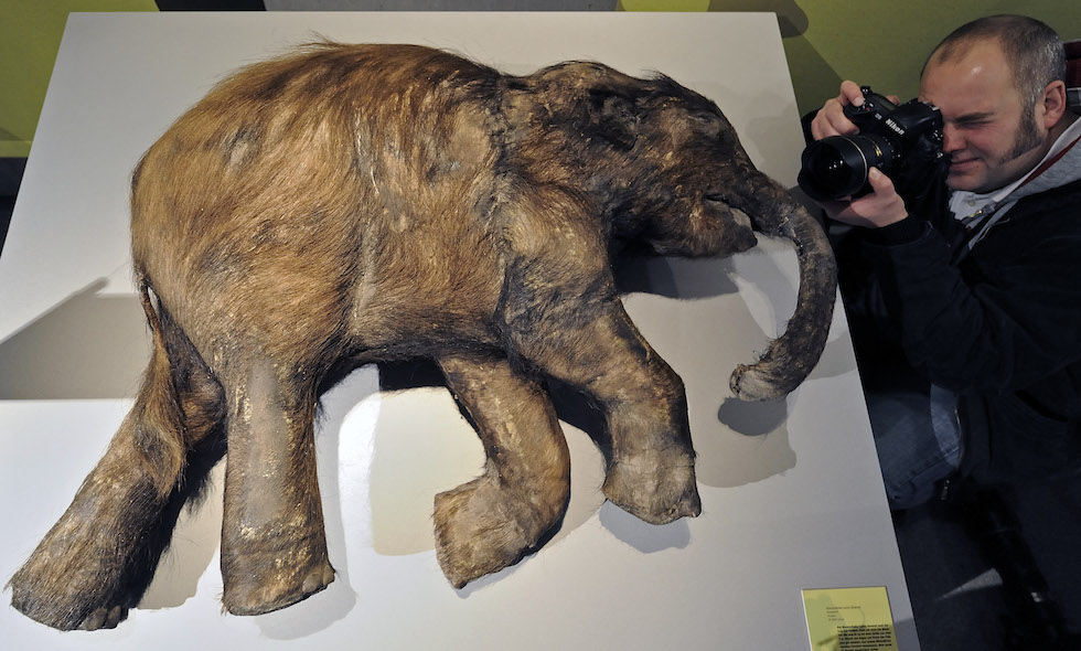 La storia del mammut Lyuba - Il Post