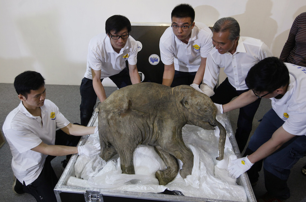 La storia del mammut Lyuba - Il Post