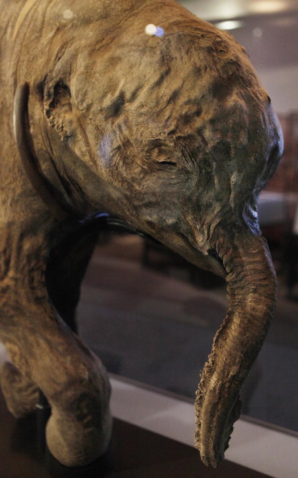 La storia del mammut Lyuba - Il Post