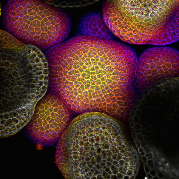 Cellule al microscopio - Il Post