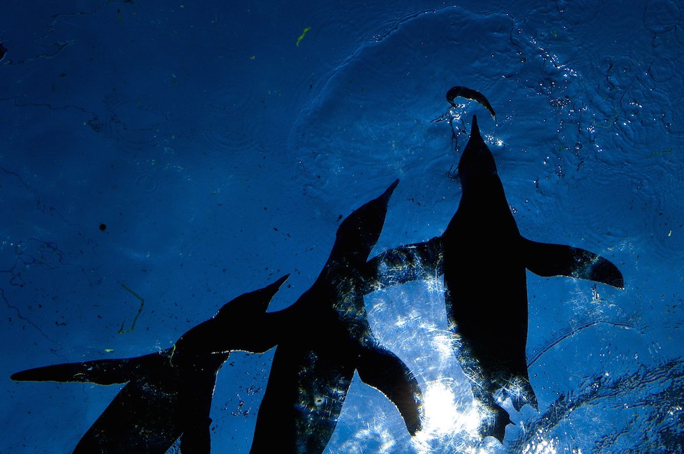 Tapiri piccolissimi - Il Post