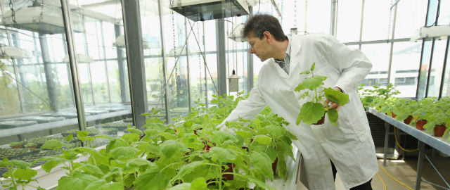 ZMapp, la cura per ebola che forse funziona - Il Post