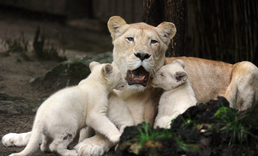 Una famiglia di leoni bianchi in Francia - Il Post