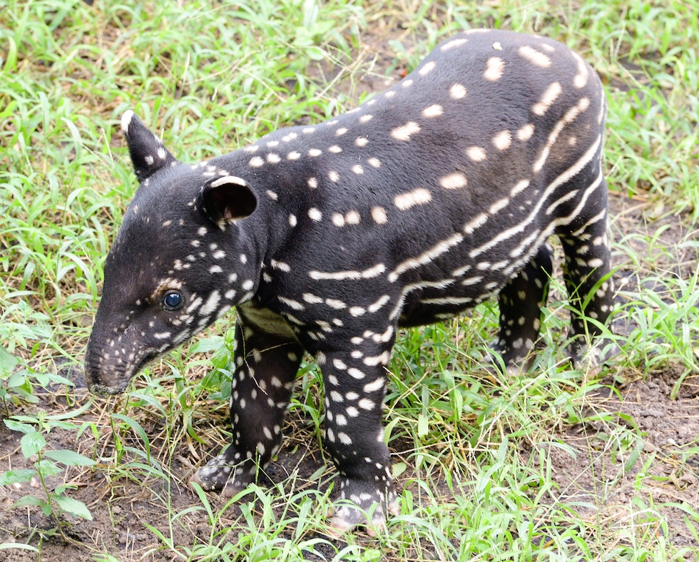 Pois bestiali - Il Post