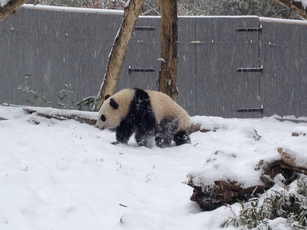 Il primo giorno di un panda sulla neve - Il Post