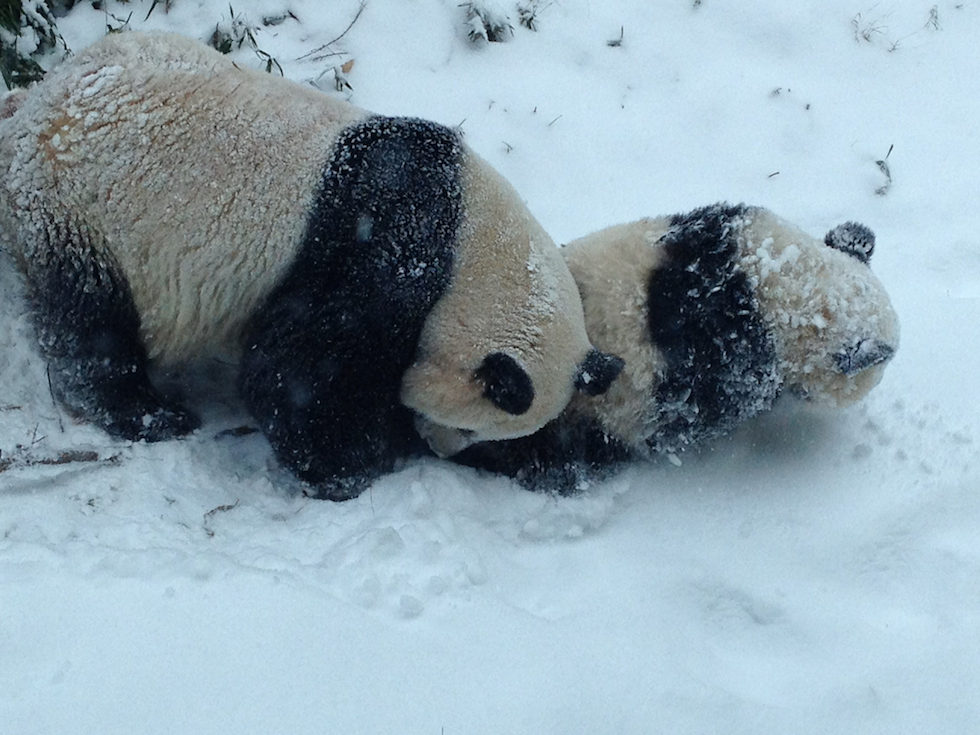 Il primo giorno di un panda sulla neve - Il Post