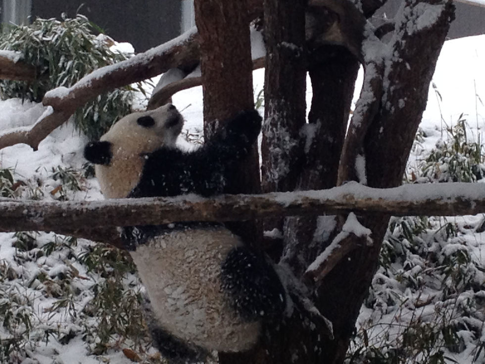 Il primo giorno di un panda sulla neve - Il Post