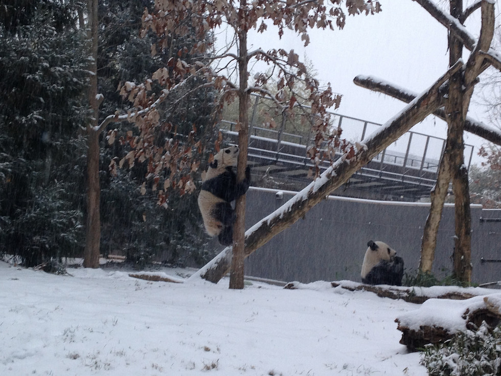 Il primo giorno di un panda sulla neve - Il Post
