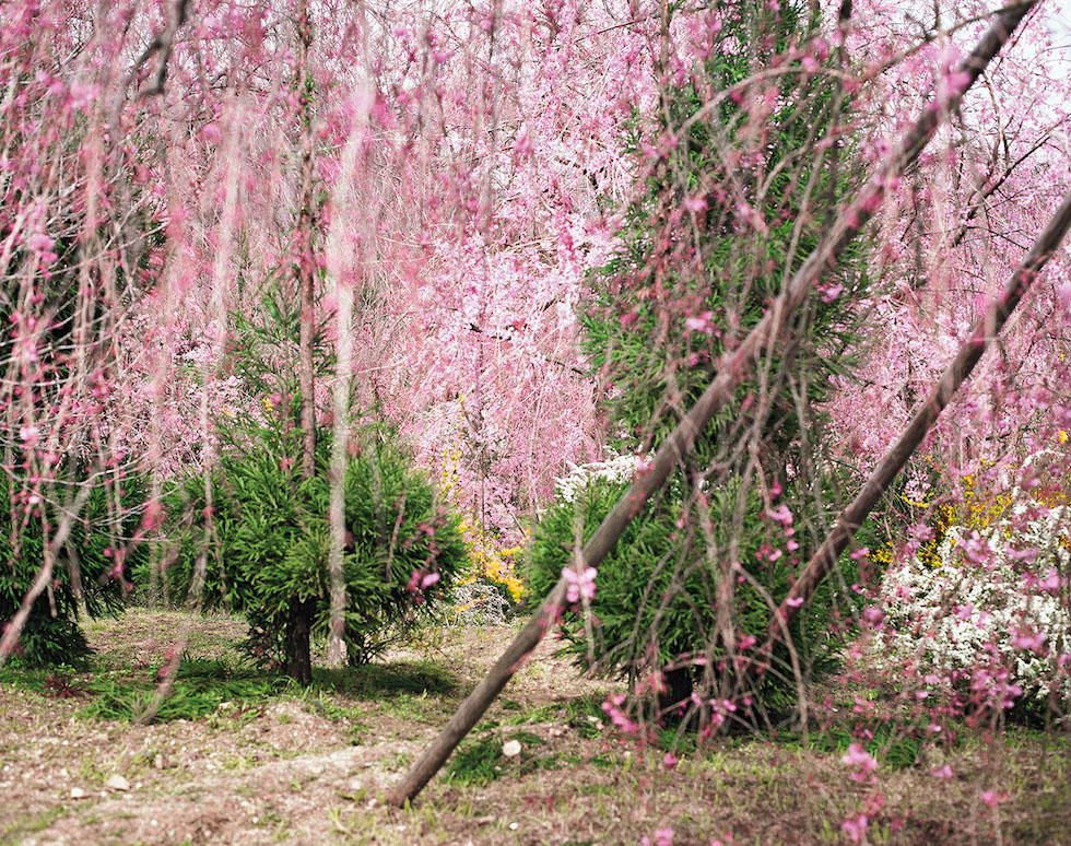 I templi buddhisti di Kyoto - Il Post