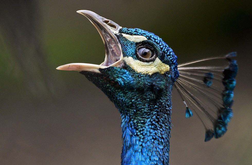 La vita disperata dei pavoni - Il Post