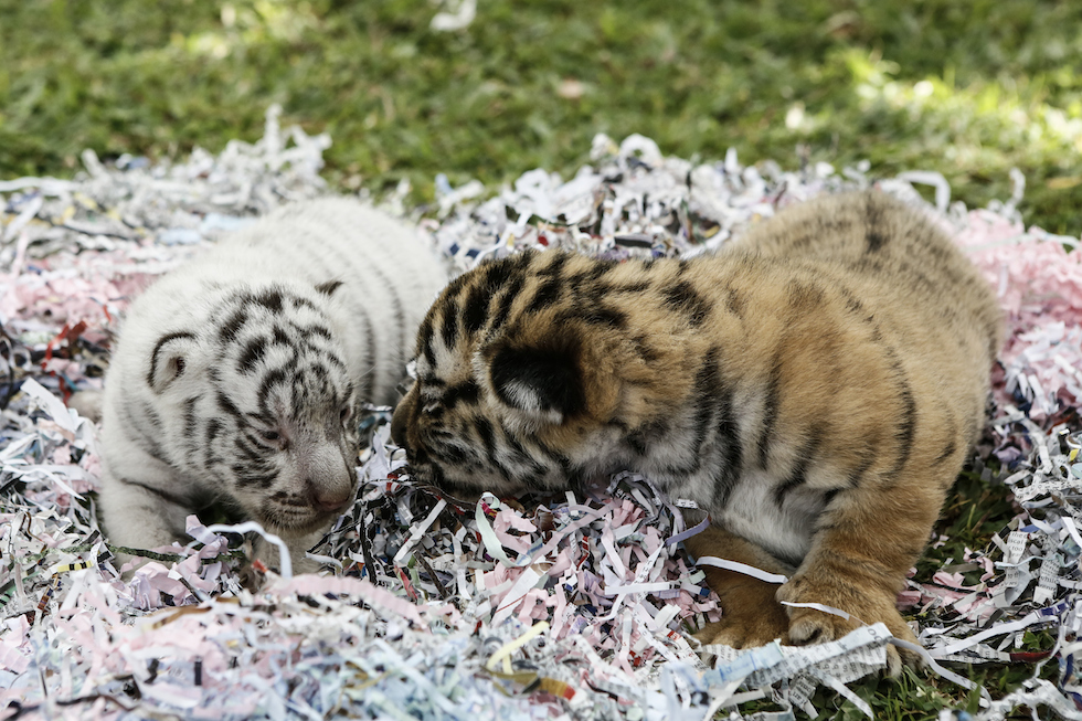 Le tigri di dieci giorni nello zoo di Bali, in Indonesia - Il Post
