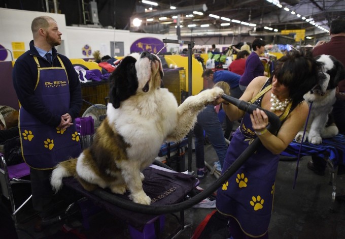 Vita da cani - Il Post