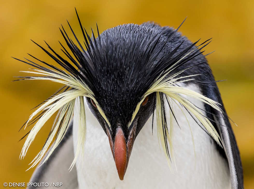 Belle foto di animali in mostra allo Smithsonian - Il Post